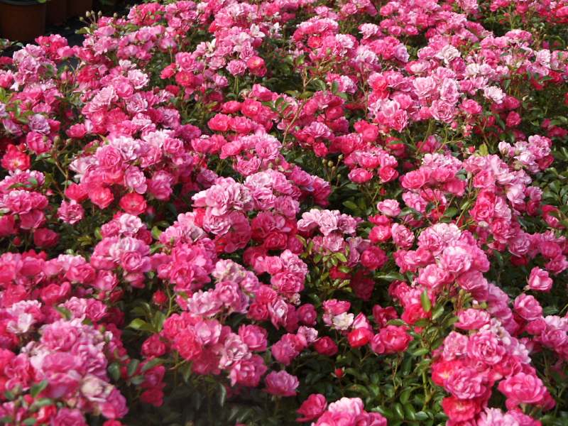 Rosa hybr. (P) Rote The Fairy | Růže |Zahradnictví Franc